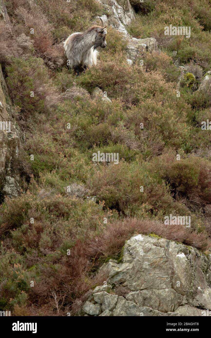 Wild Welsh Feral Longhorn Mountain Goat in Snowdonia North Wales Stock ...