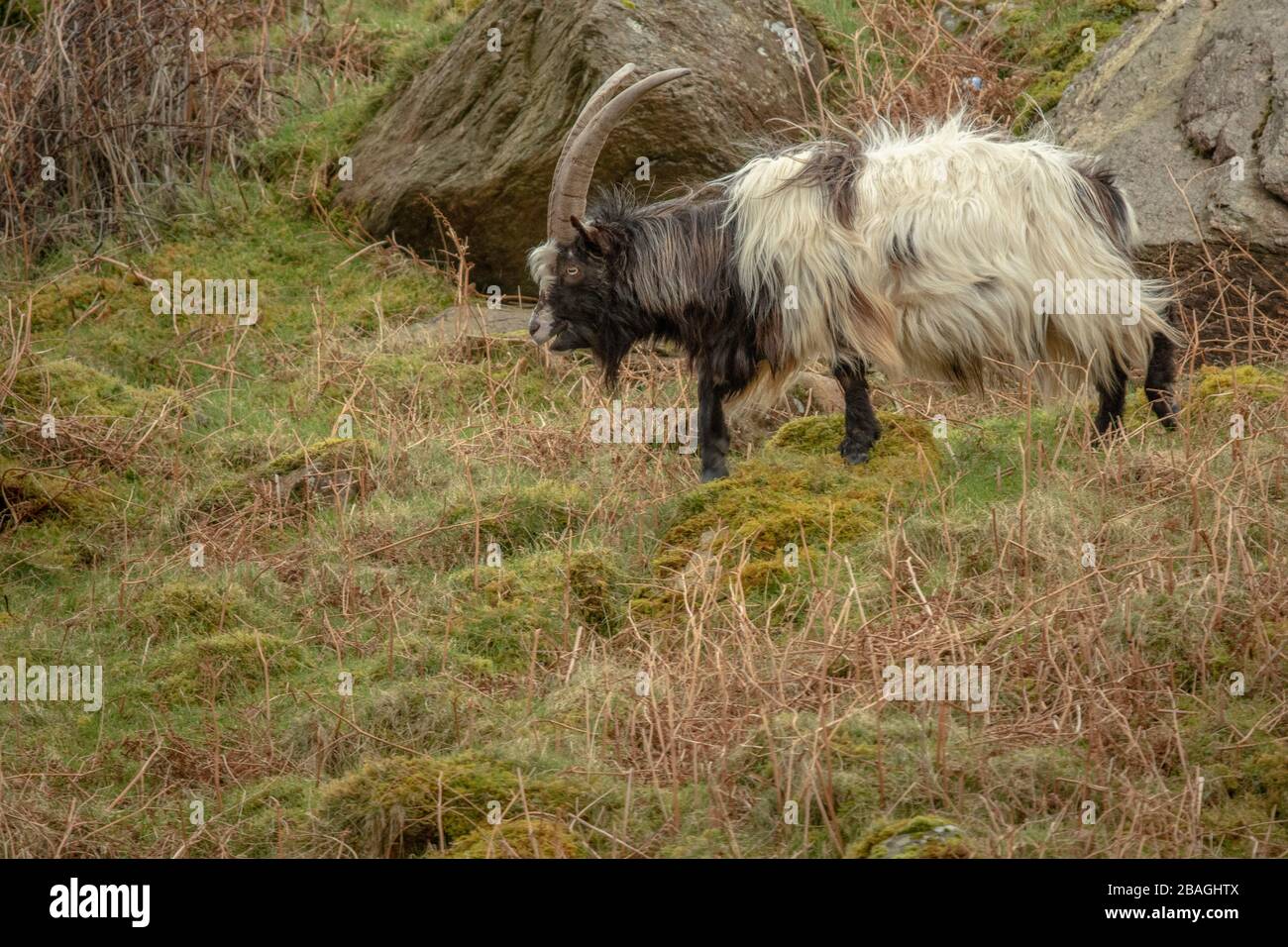 Wild Welsh Feral Longhorn Mountain Goat in Snowdonia North Wales Stock ...