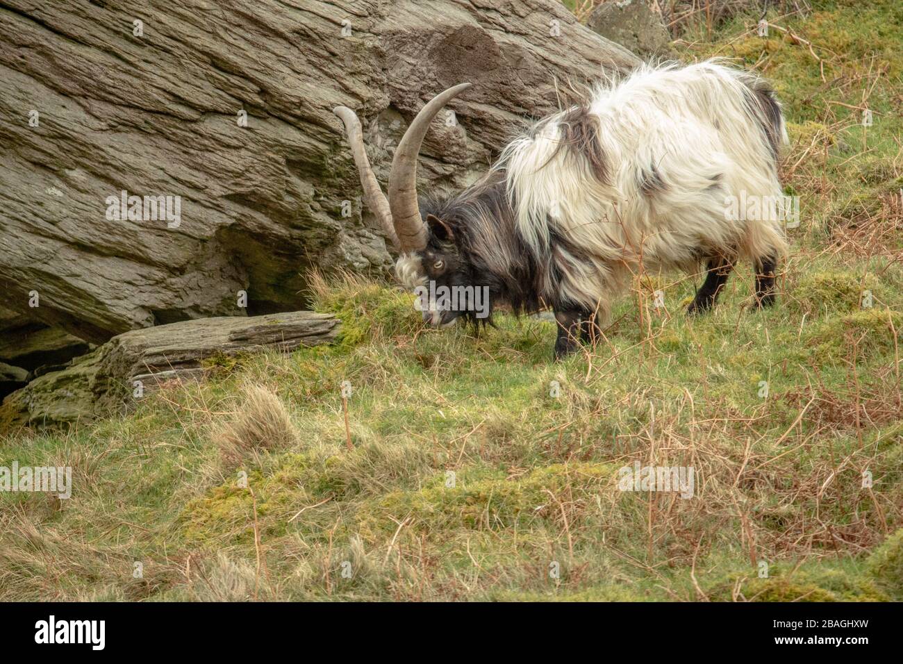 Wild Welsh Feral Longhorn Mountain Goat in Snowdonia North Wales Stock ...