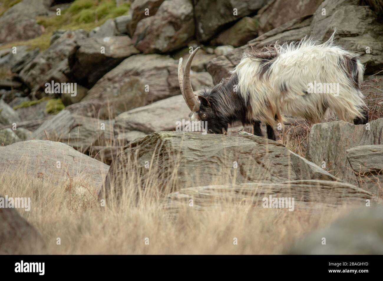 Wild Welsh Feral Longhorn Mountain Goat in Snowdonia North Wales Stock ...