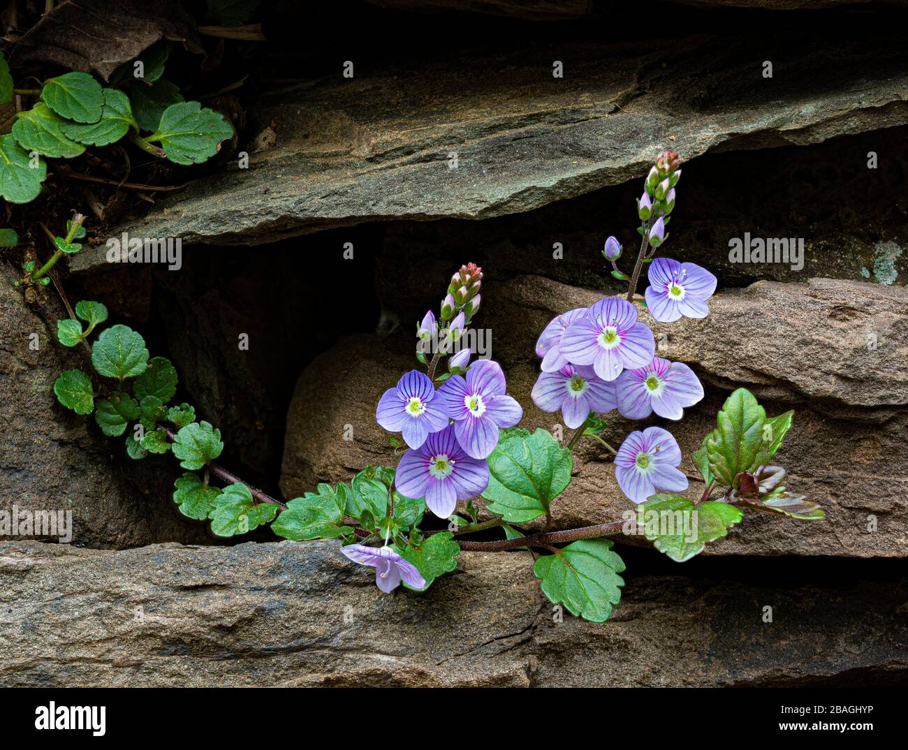 Waterperry blue speedwell hi-res stock photography and images - Alamy