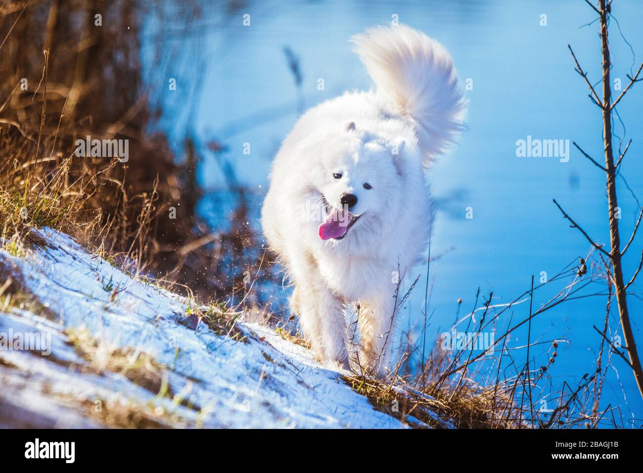 White fluffy Samoyed dog puppy is walking outside Stock Photo - Alamy