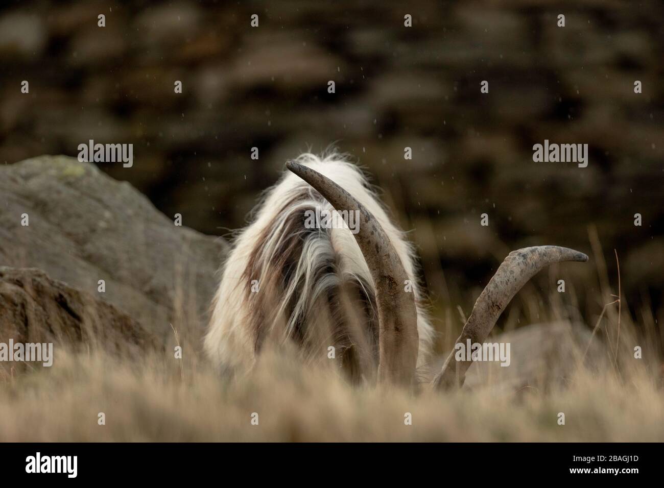 Wild Welsh Feral Longhorn Mountain Goat in Snowdonia North Wales Stock ...