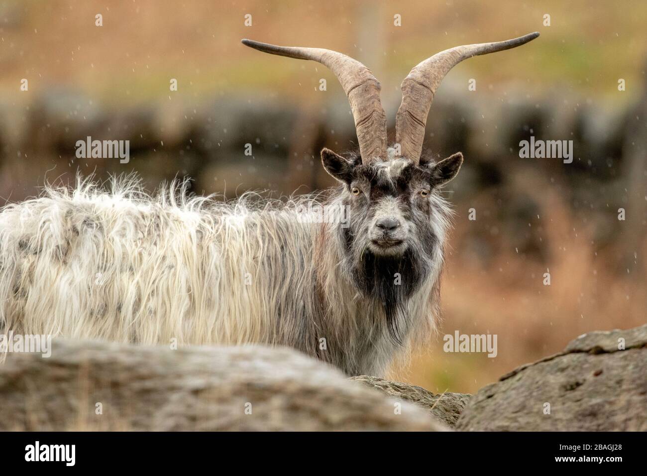 Welsh longhorn goat hi-res stock photography and images - Alamy