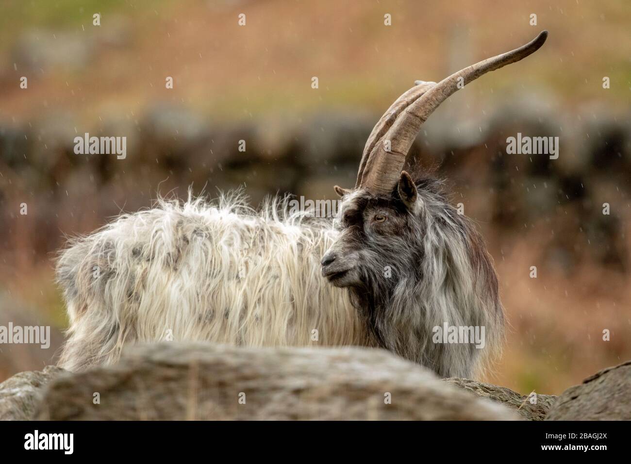 Wild Welsh Feral Longhorn Mountain Goat in Snowdonia North Wales Stock ...