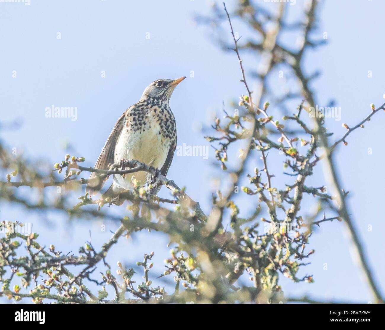 Fieldfare in a tree hi-res stock photography and images - Alamy