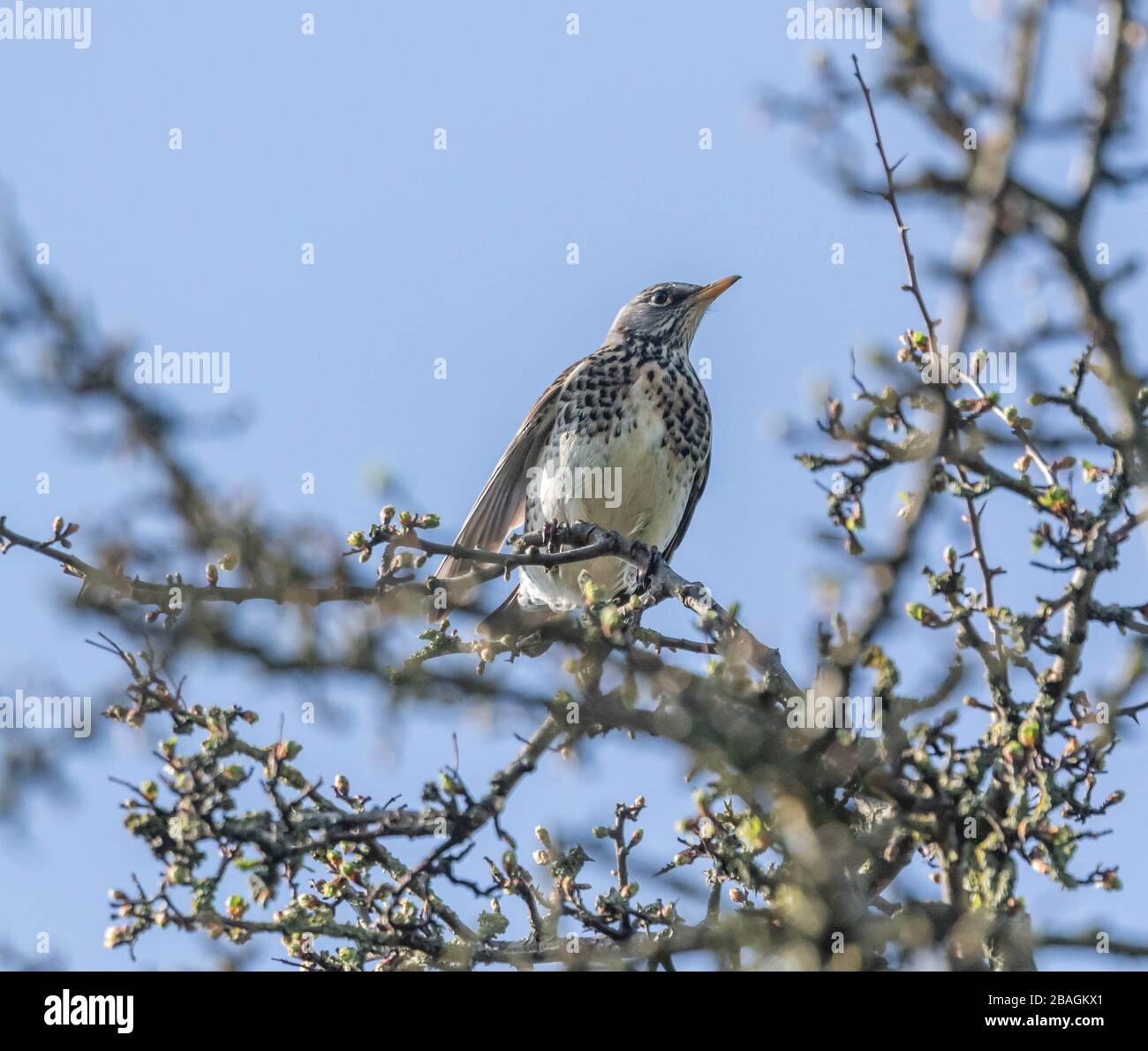 Fieldfare blue sky hi-res stock photography and images - Alamy