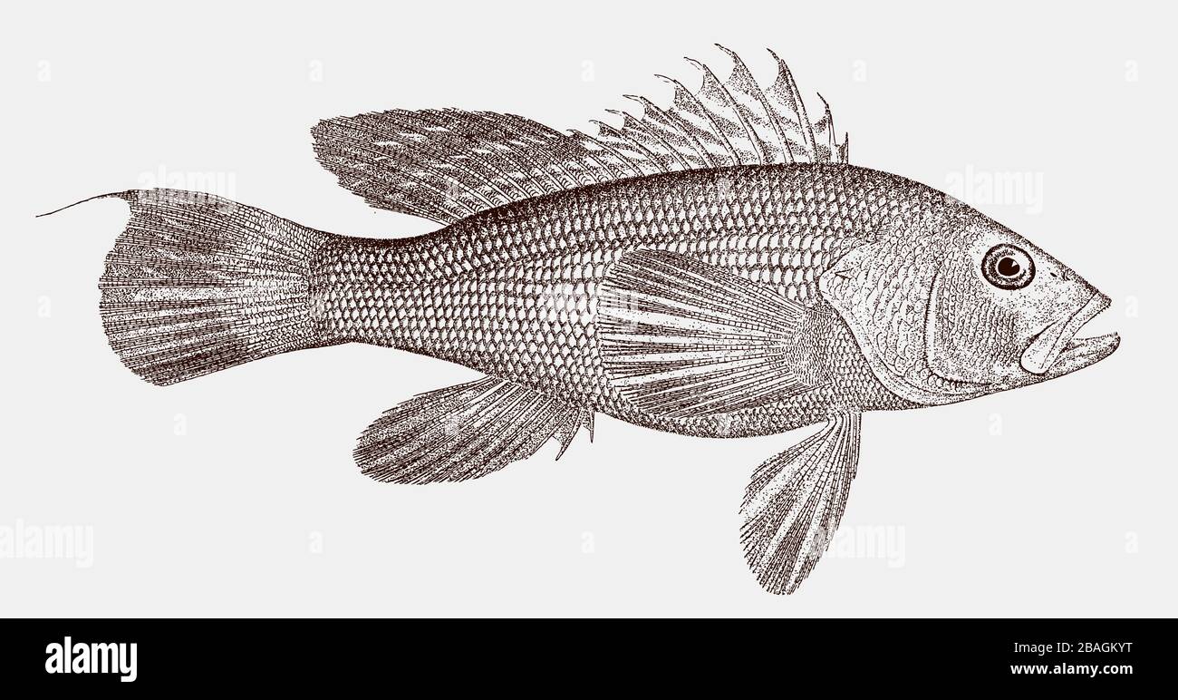 Protogynous hermaphrodite Stock Vector Images - Alamy