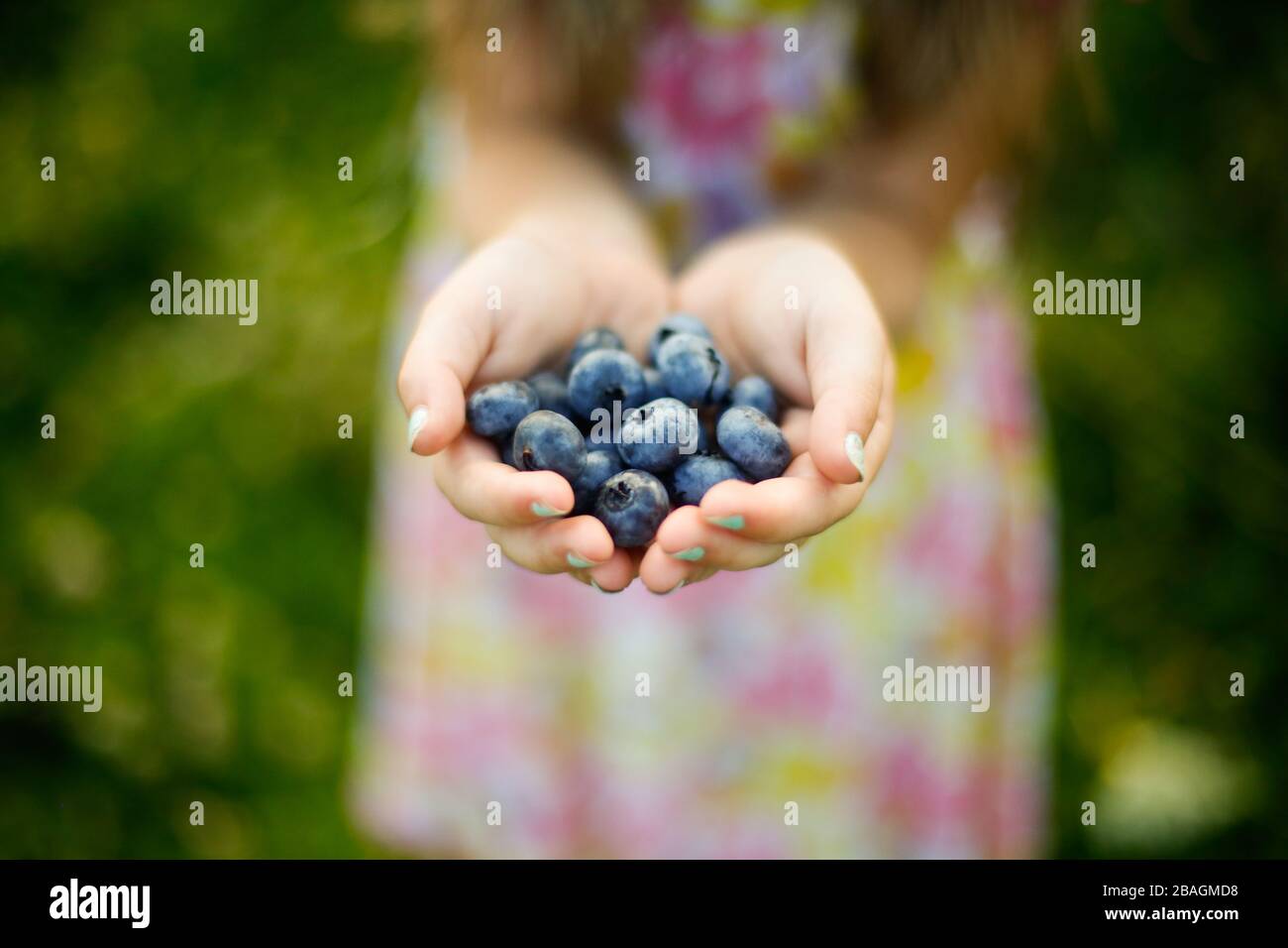 Handful of Freshly Picked Blueberries from a Blueberry Farm Stock Photo ...
