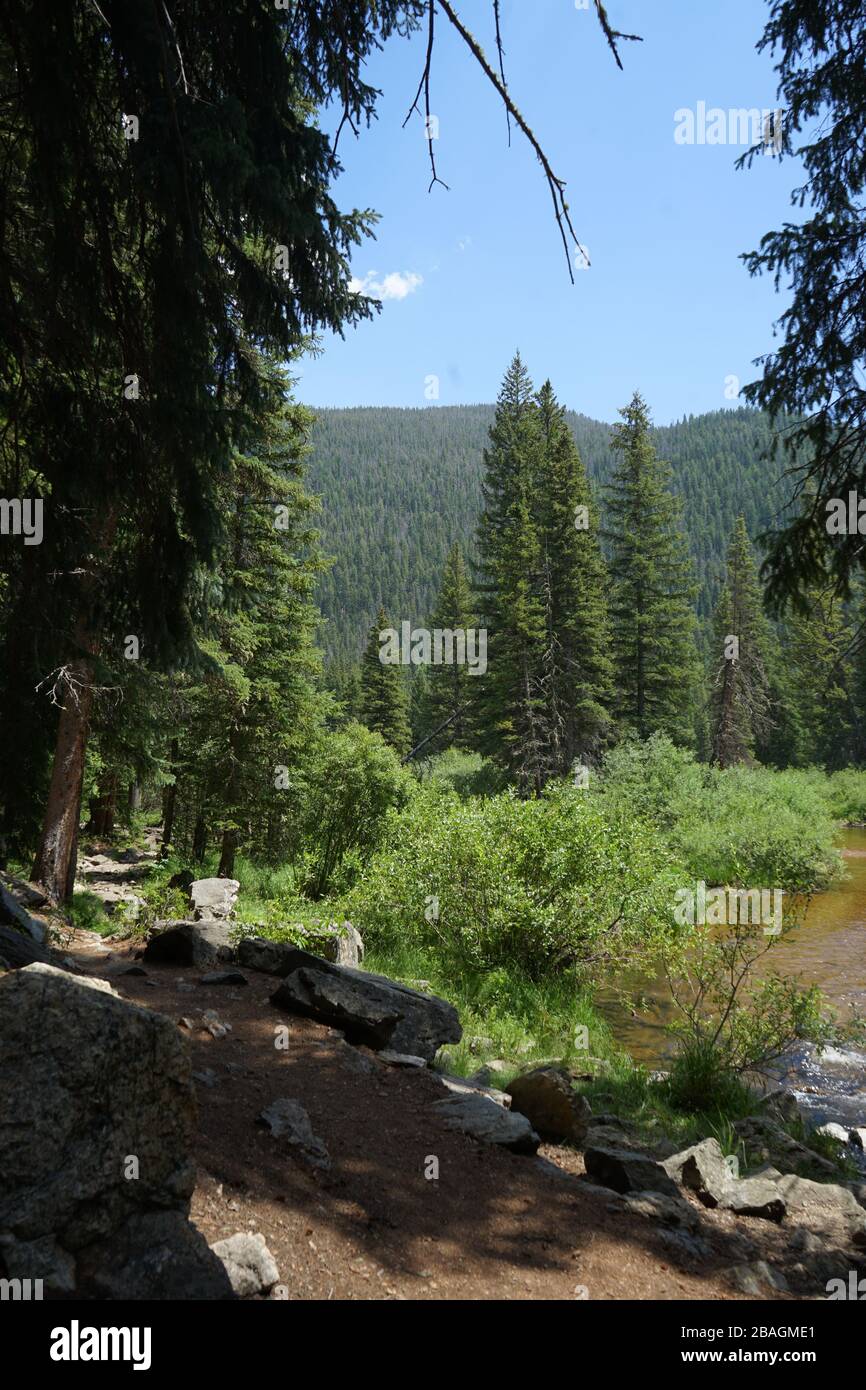 Tall forest greenery surrounding a lake in Denver, Colorado Stock Photo ...