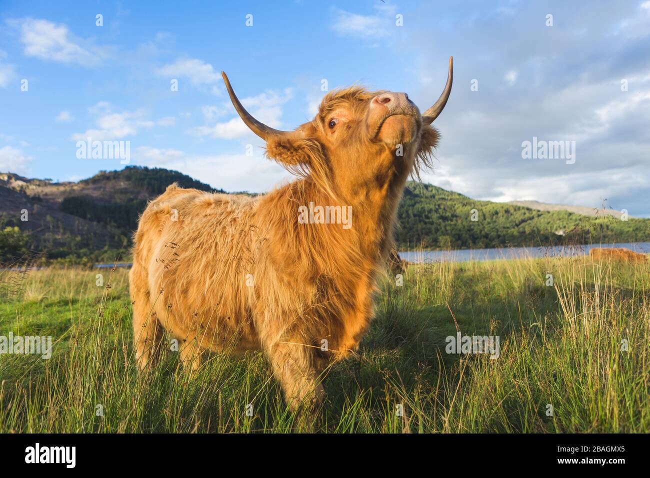 Scottish highland cow bull in field, Scotland UK Stock Photo - Alamy