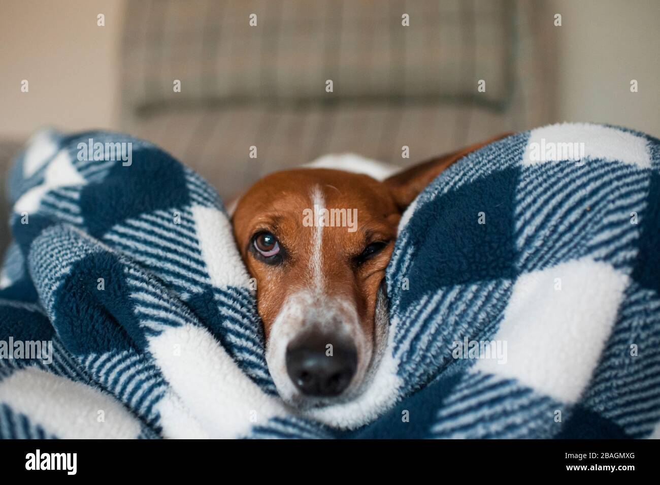 Can A Dog Survive With One Eye