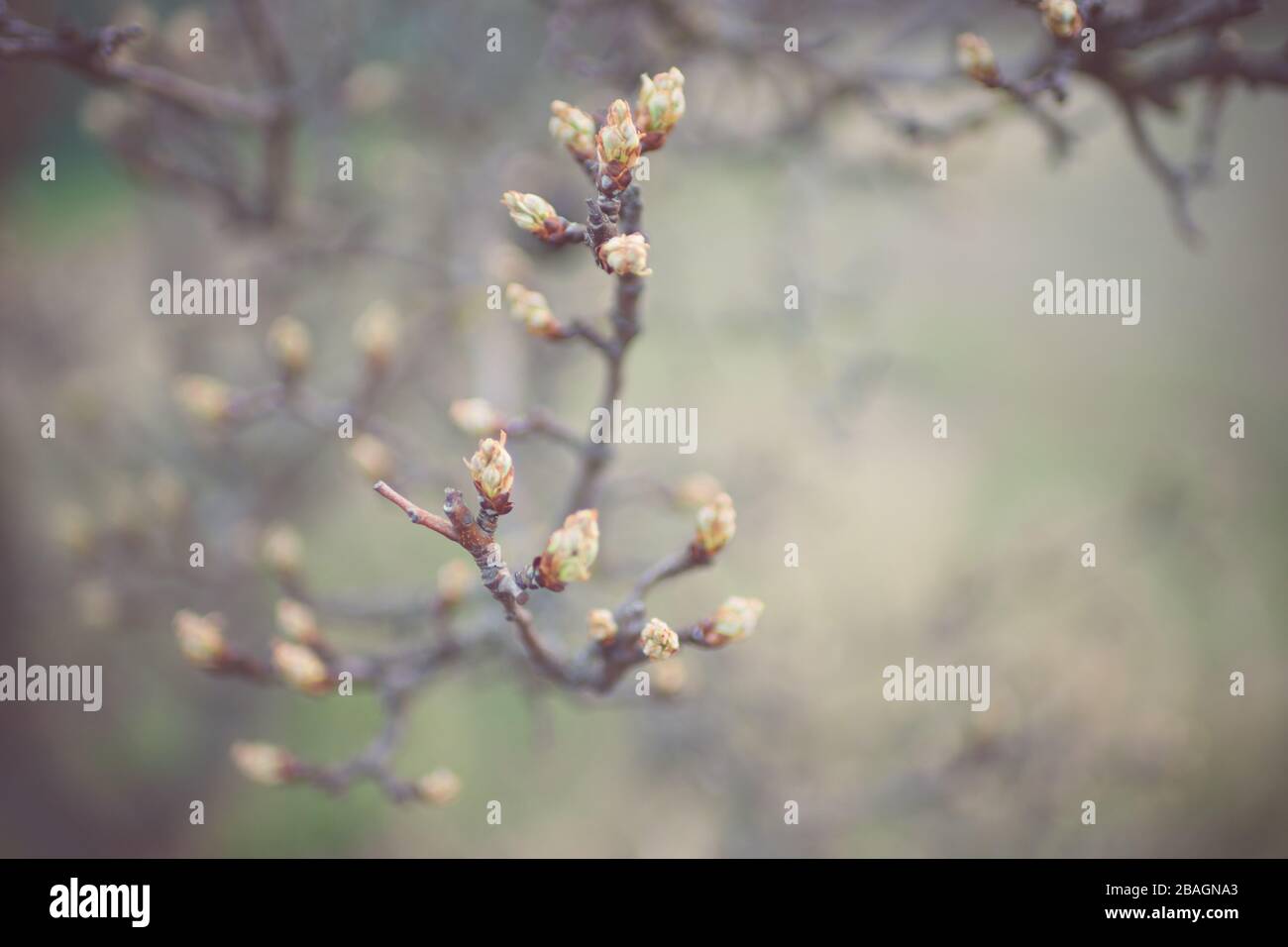 Flowering pear tree branch in the spring garden Stock Photo - Alamy