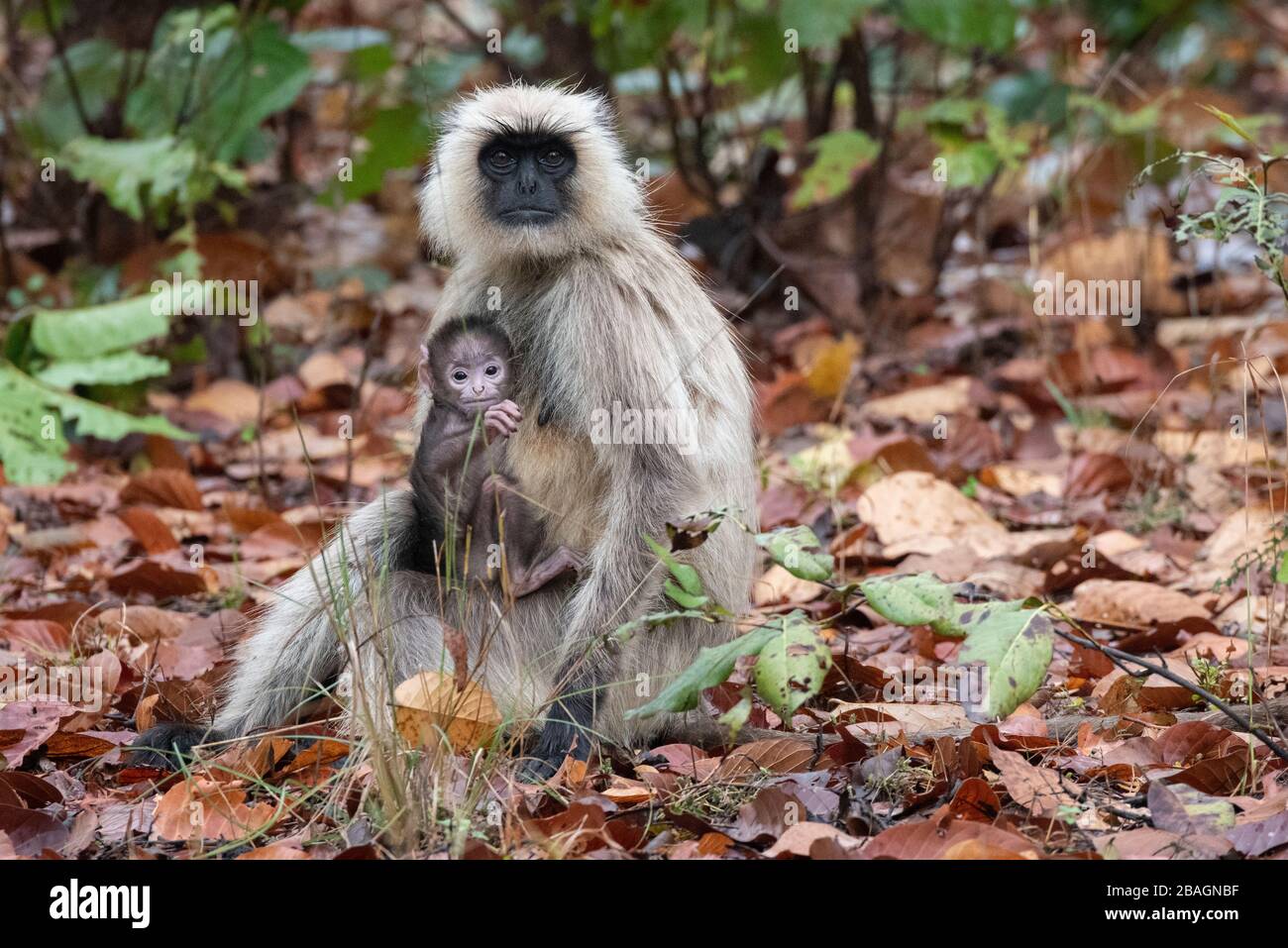 India, Madhya Pradesh, Bandhavgarh National Park. Northern Plains ...