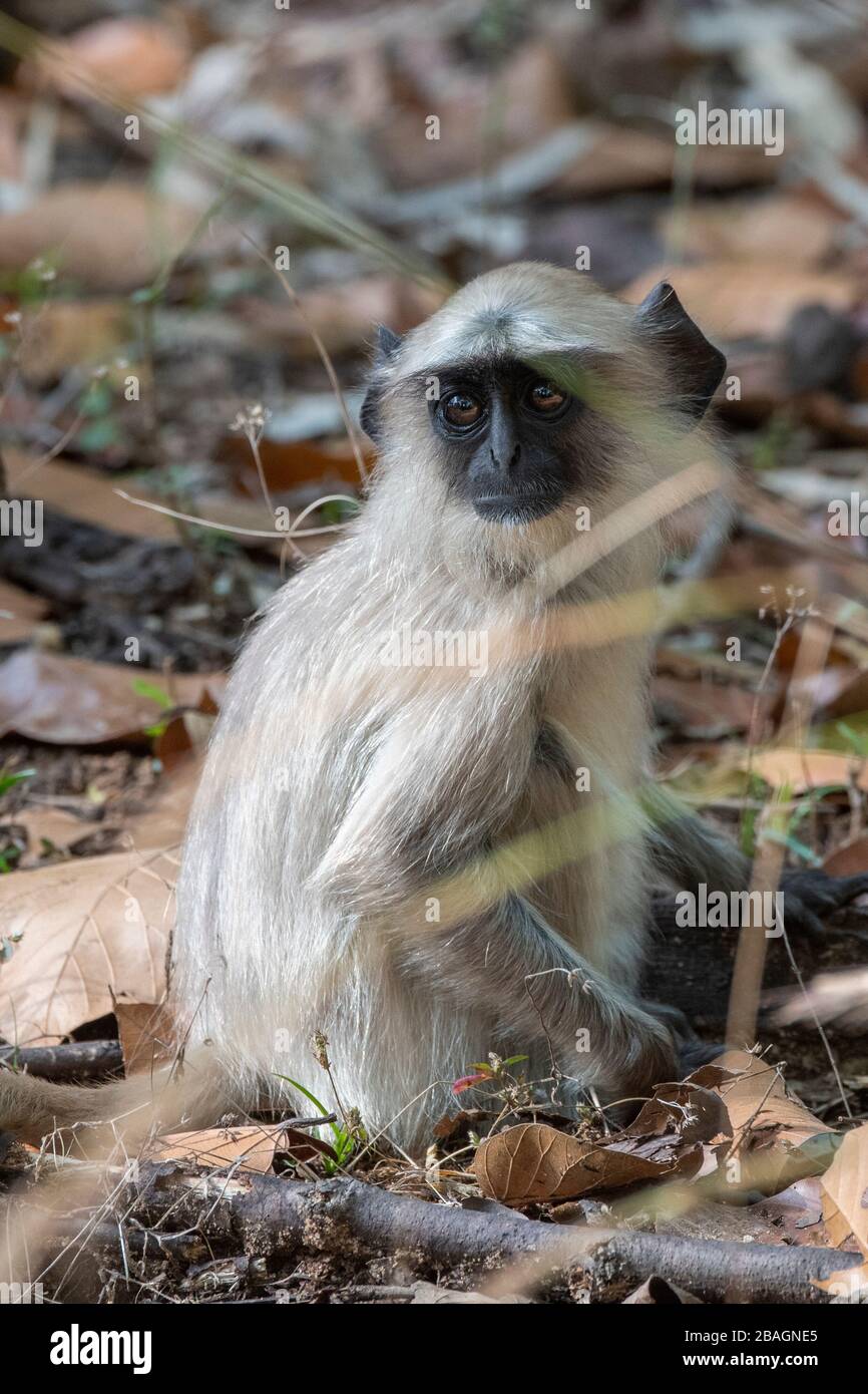Sad looking tiger hi-res stock photography and images - Alamy
