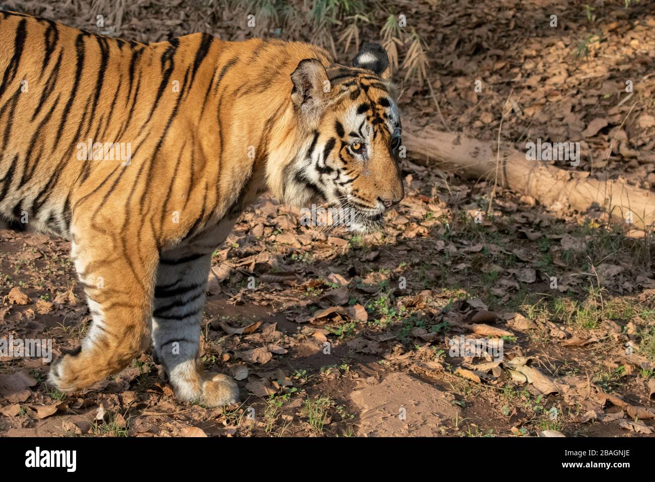 India, Madhya Pradesh, Bandhavgarh National Park. Mature male Bengal ...