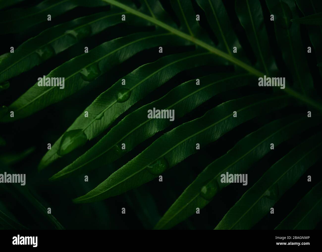 Dark green leaves hi-res stock photography and images - Alamy