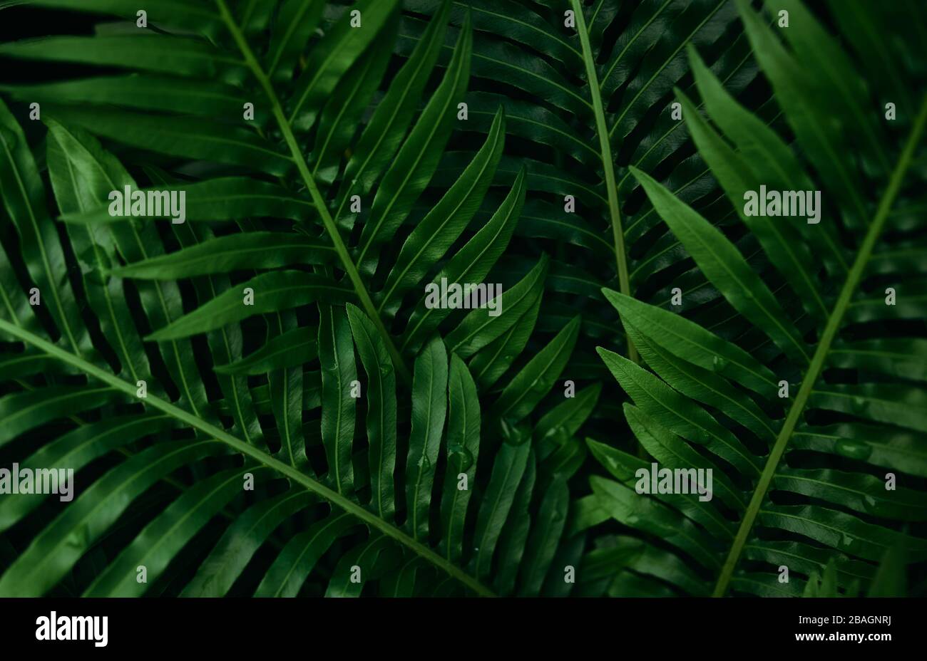 Dark green leaves hi-res stock photography and images - Alamy