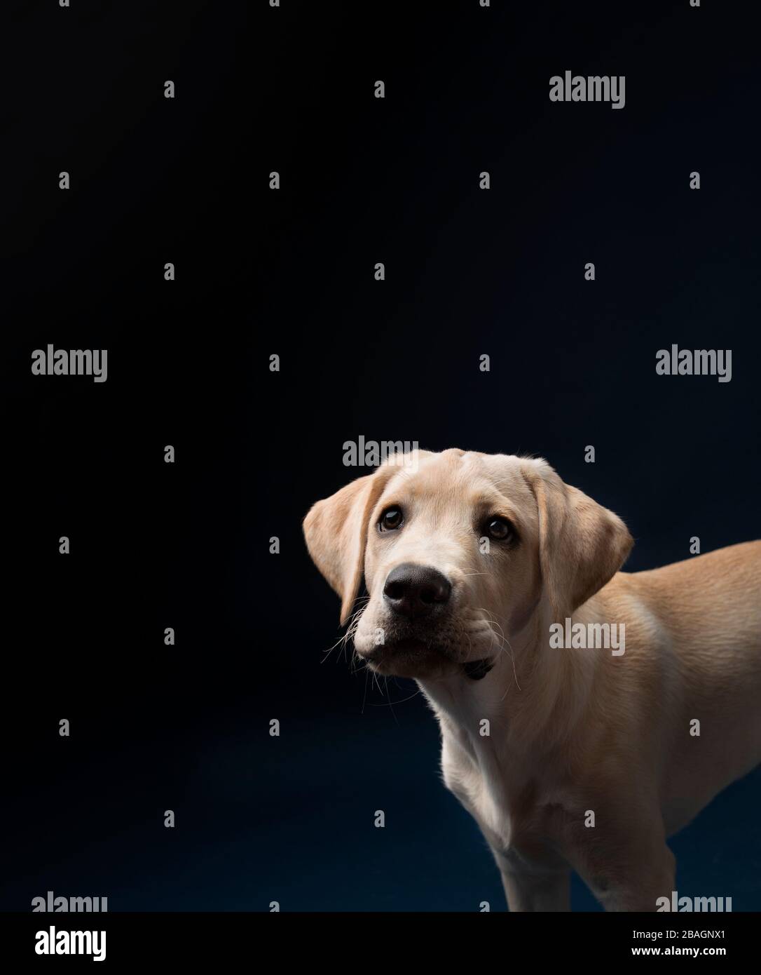 Lab head hi-res stock photography and images - Alamy