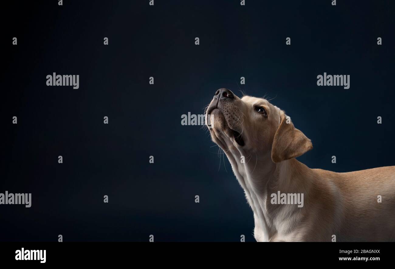 Yellow Lab Sitting Profile
