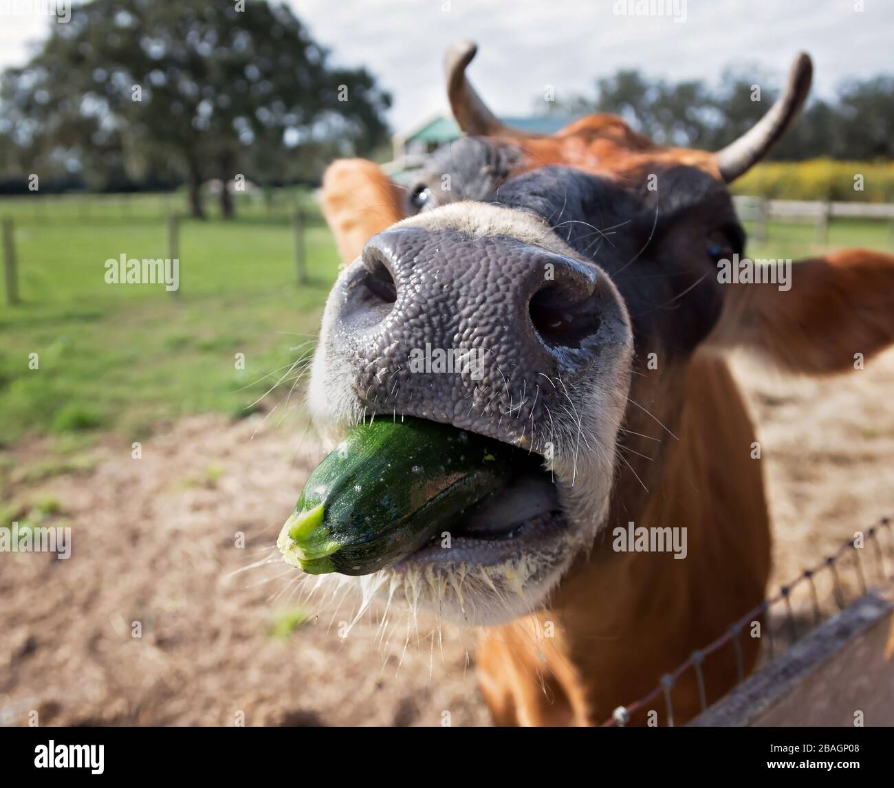 Close up of brown cow eating a cucumber on a farm by a fence Stock ...
