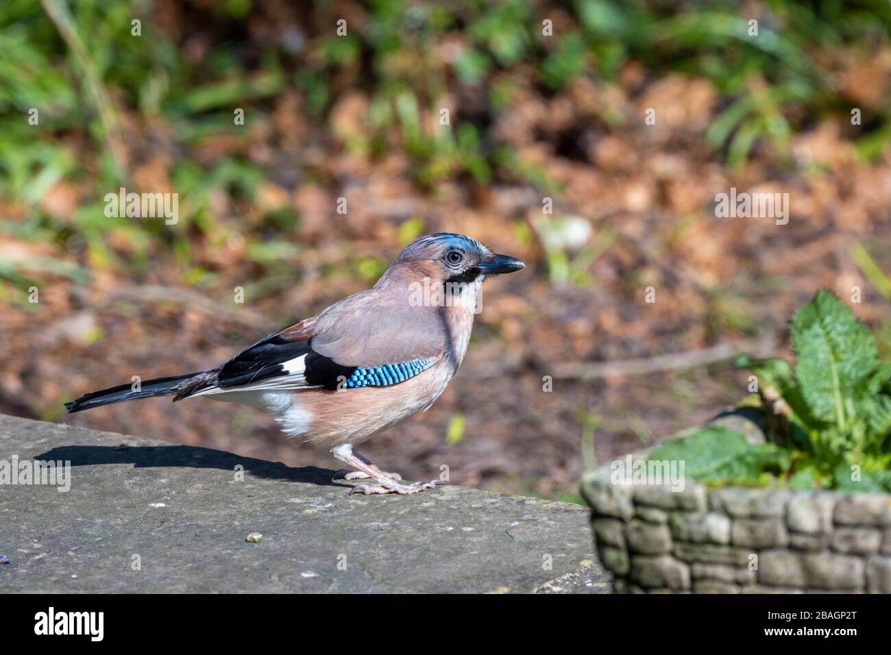British resident species hi-res stock photography and images - Alamy