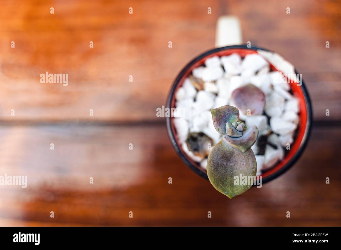 Little plant in a pot Stock Photo - Alamy