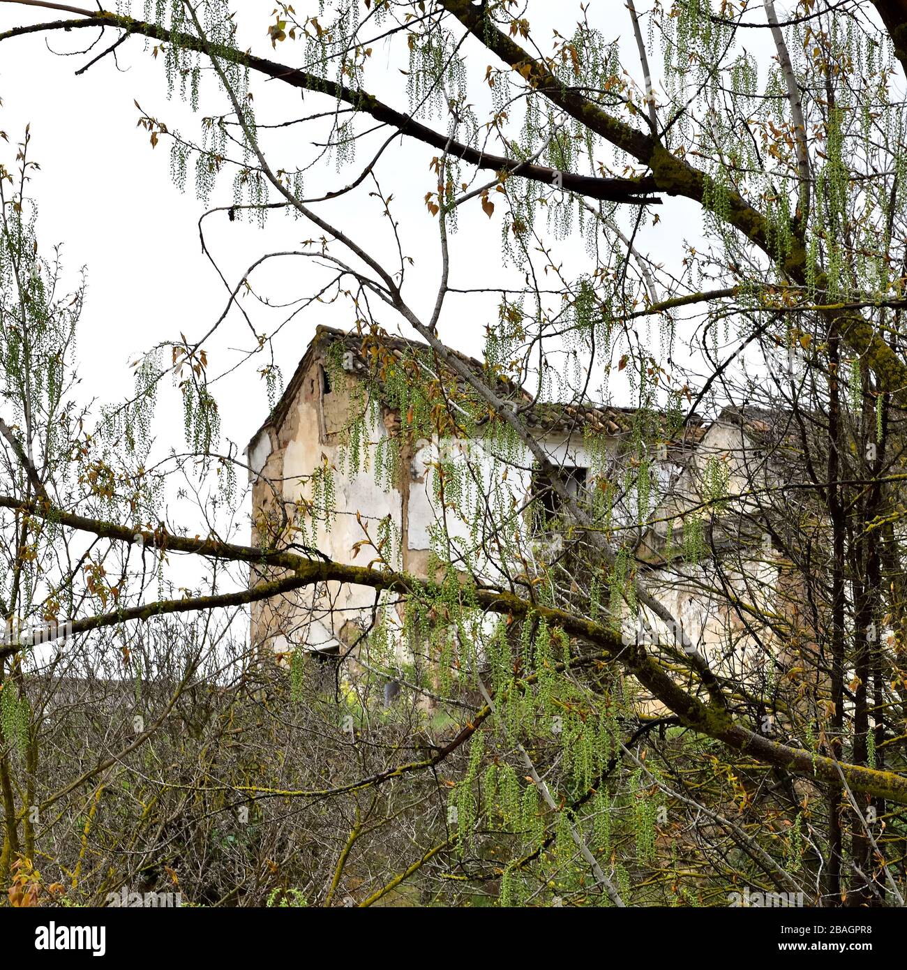 Abandoned and dilapidated house among trees in black and white Stock ...