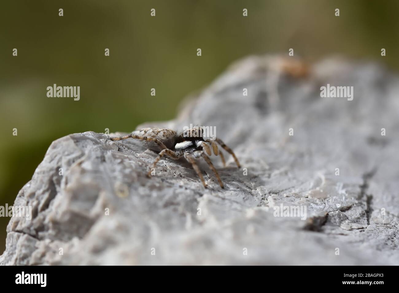 Salticidae arachnid jumping spider hi-res stock photography and images ...