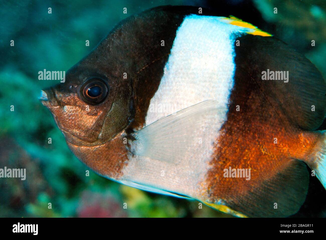 Plankton Maldives High Resolution Stock Photography and Images - Alamy