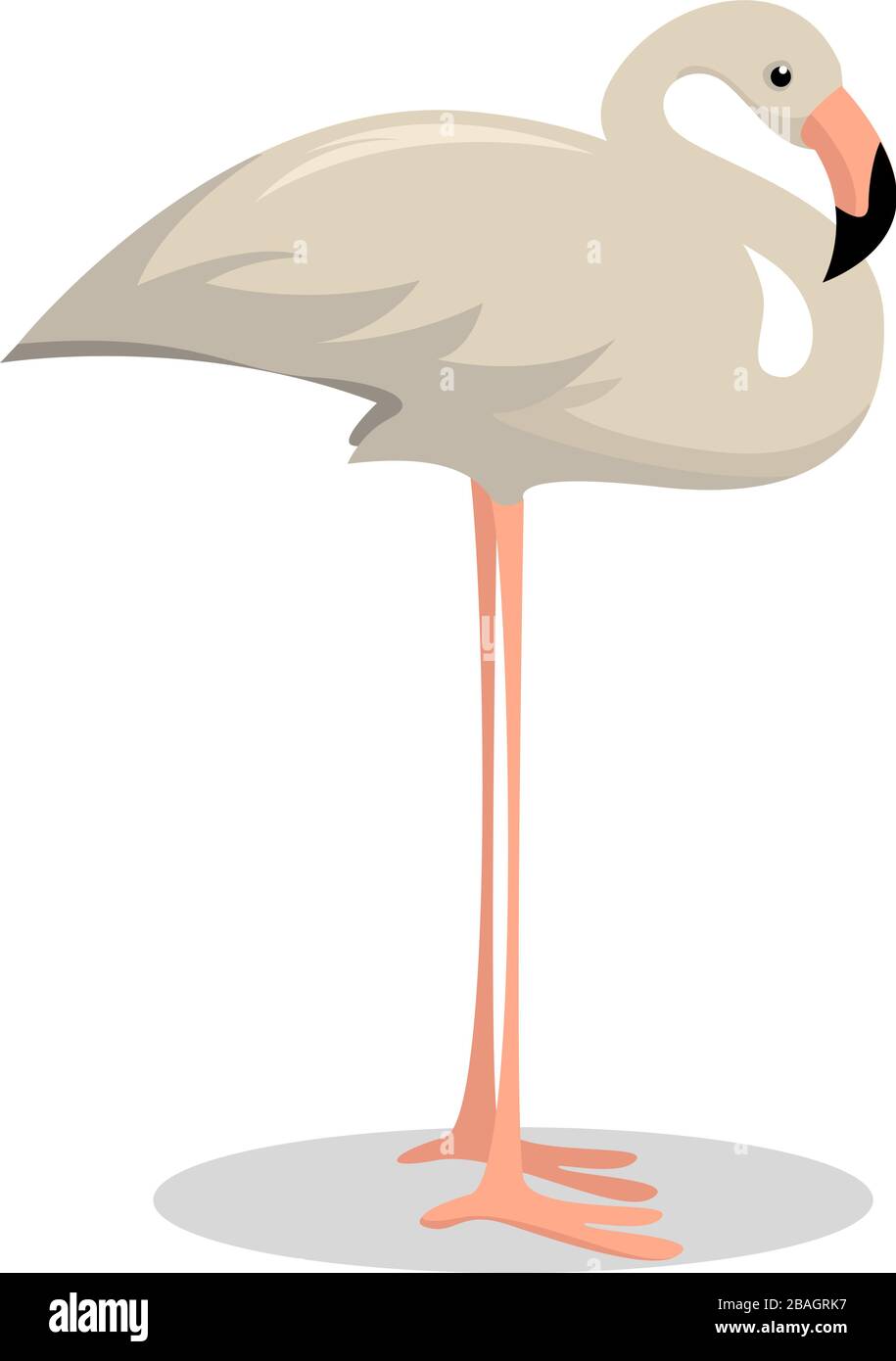 With albino Stock Vector Images - Alamy