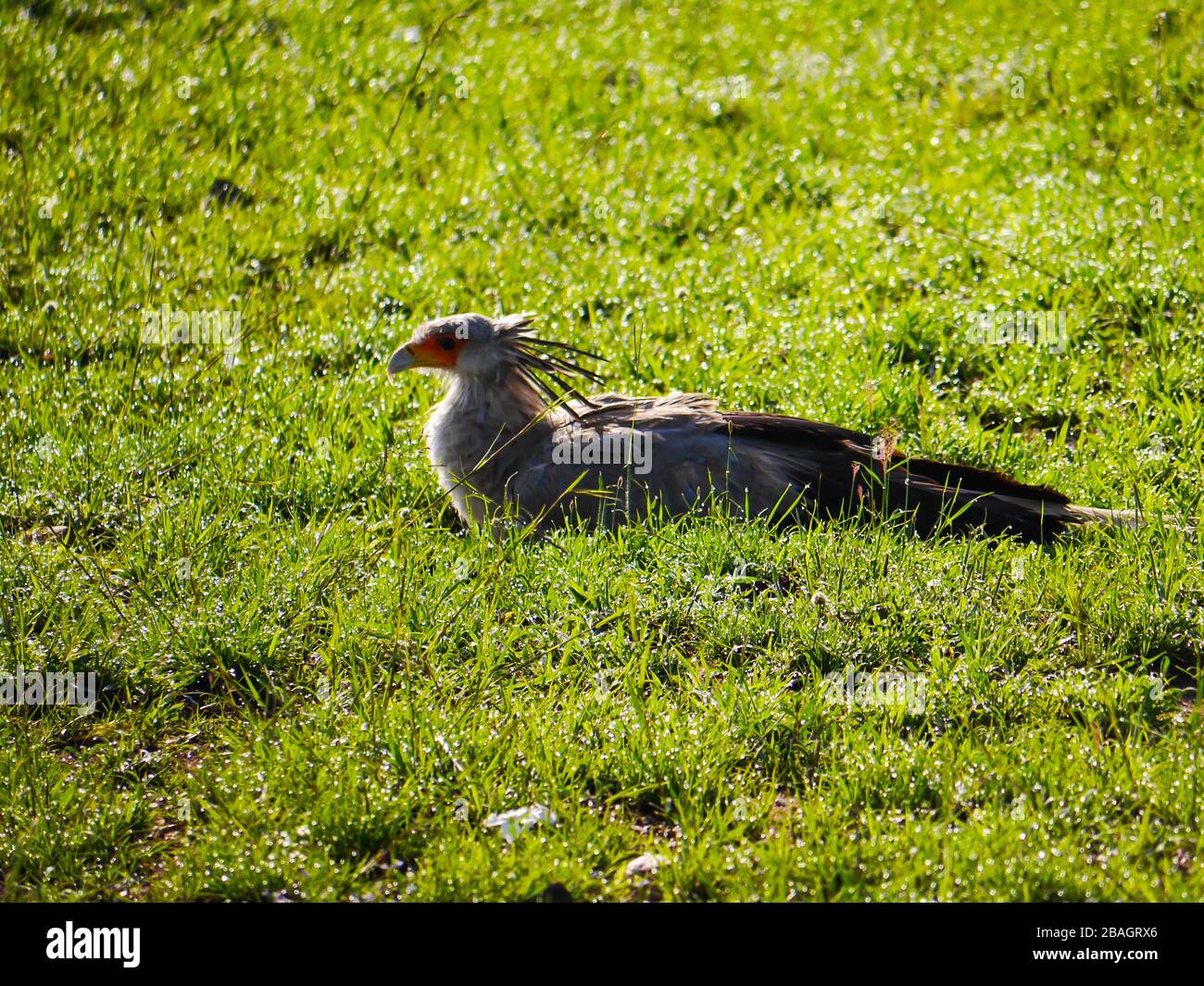A secretarybird or secretary bird (Sagittarius serpentarius) lying in ...