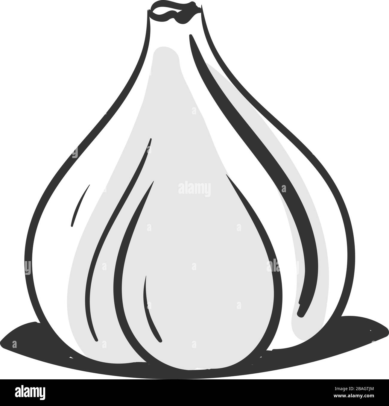 Drawing garlic illustration vector Black and White Stock Photos ...