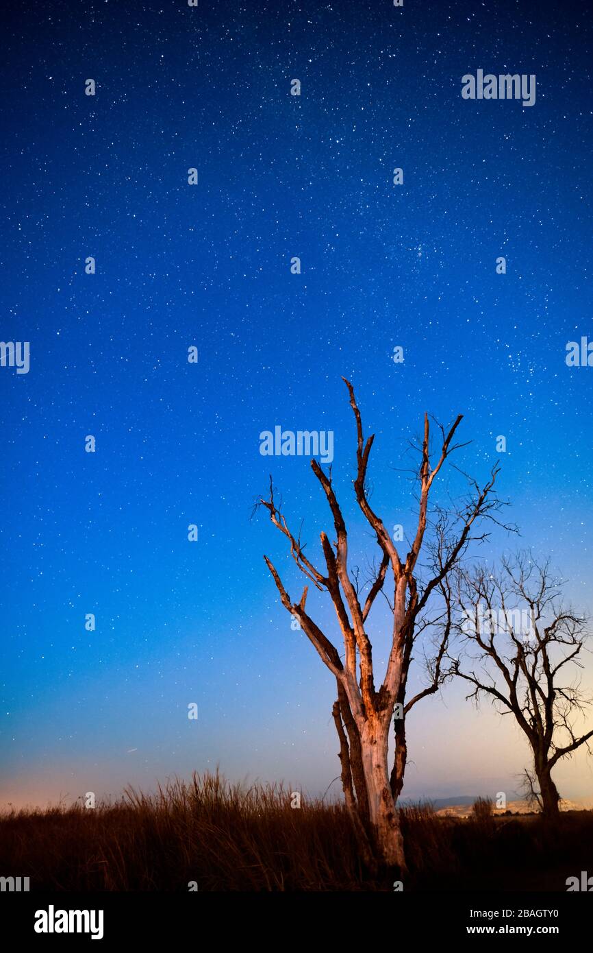 Night sky full of stars over an empty grassy field and a dead tree ...