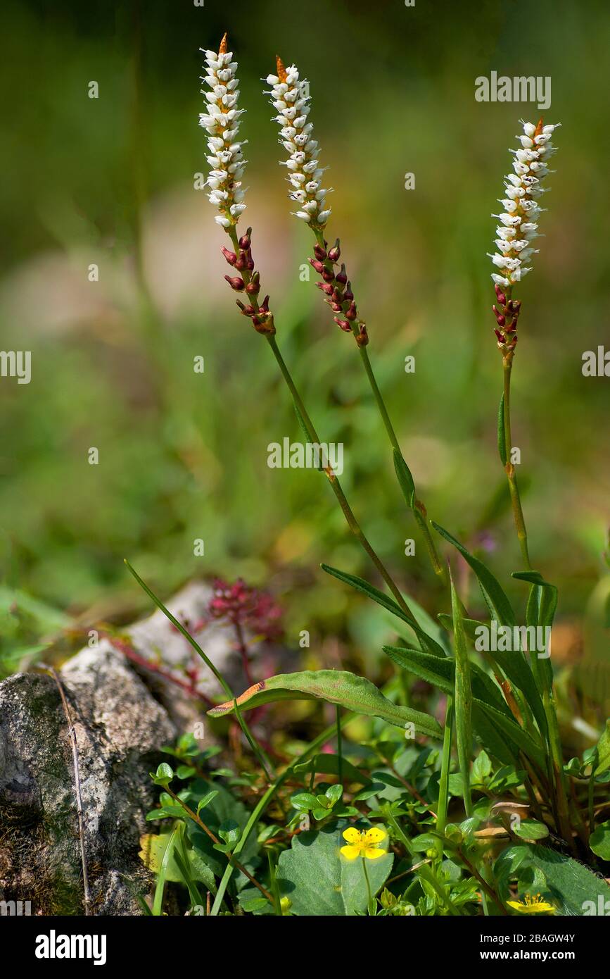 Vivipary hi-res stock photography and images - Alamy