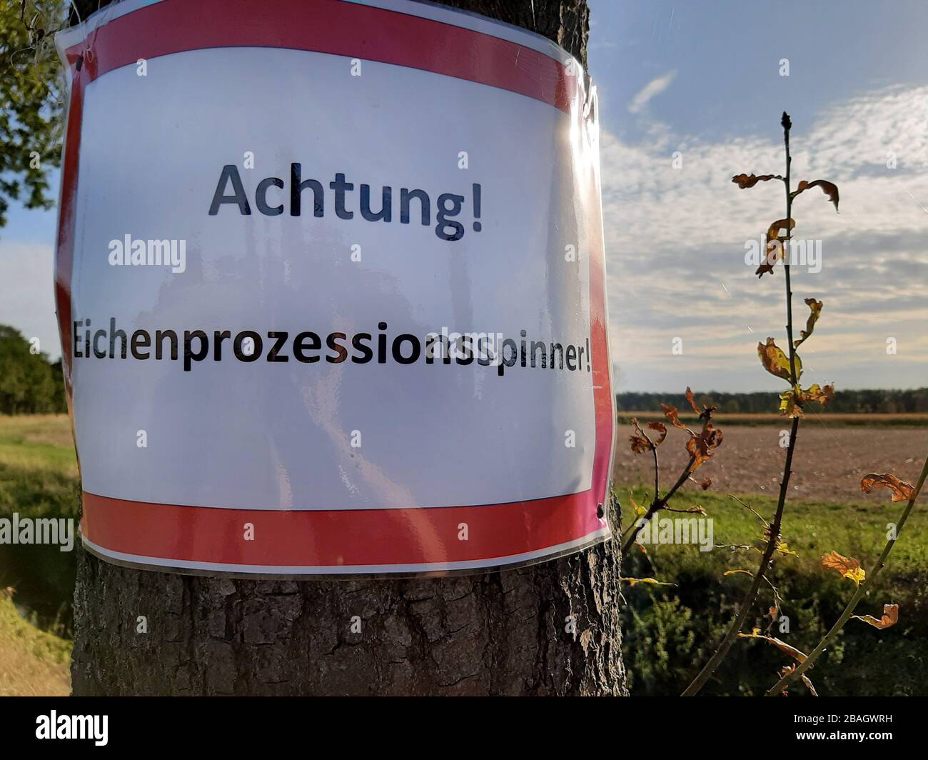 oak processionary moth (Thaumetopoea processionea), warning sign on a ...