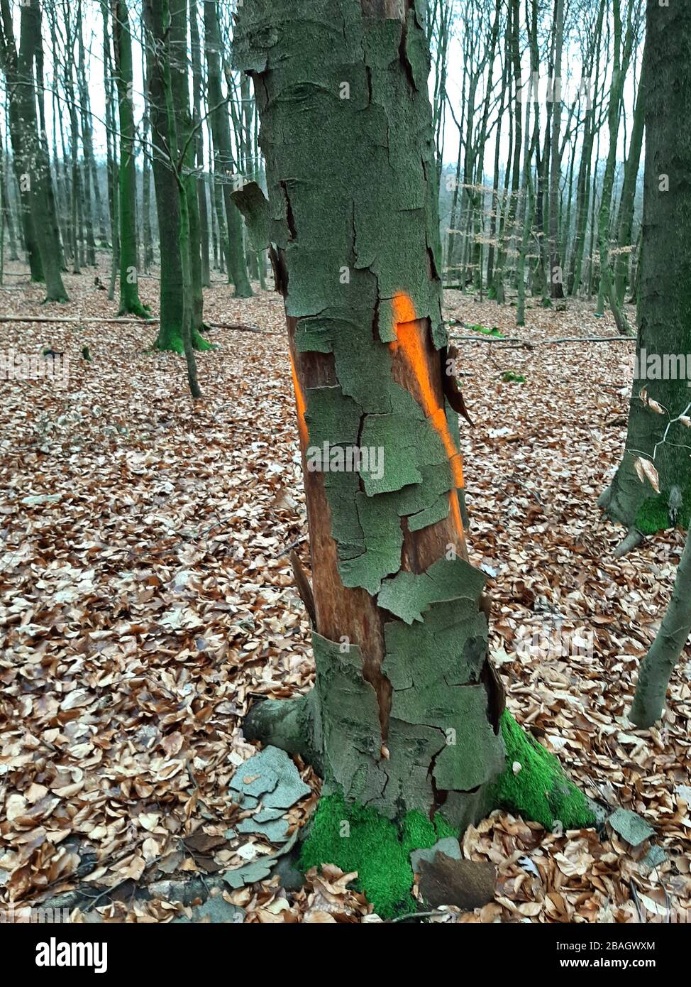 Disease beech hi-res stock photography and images - Alamy