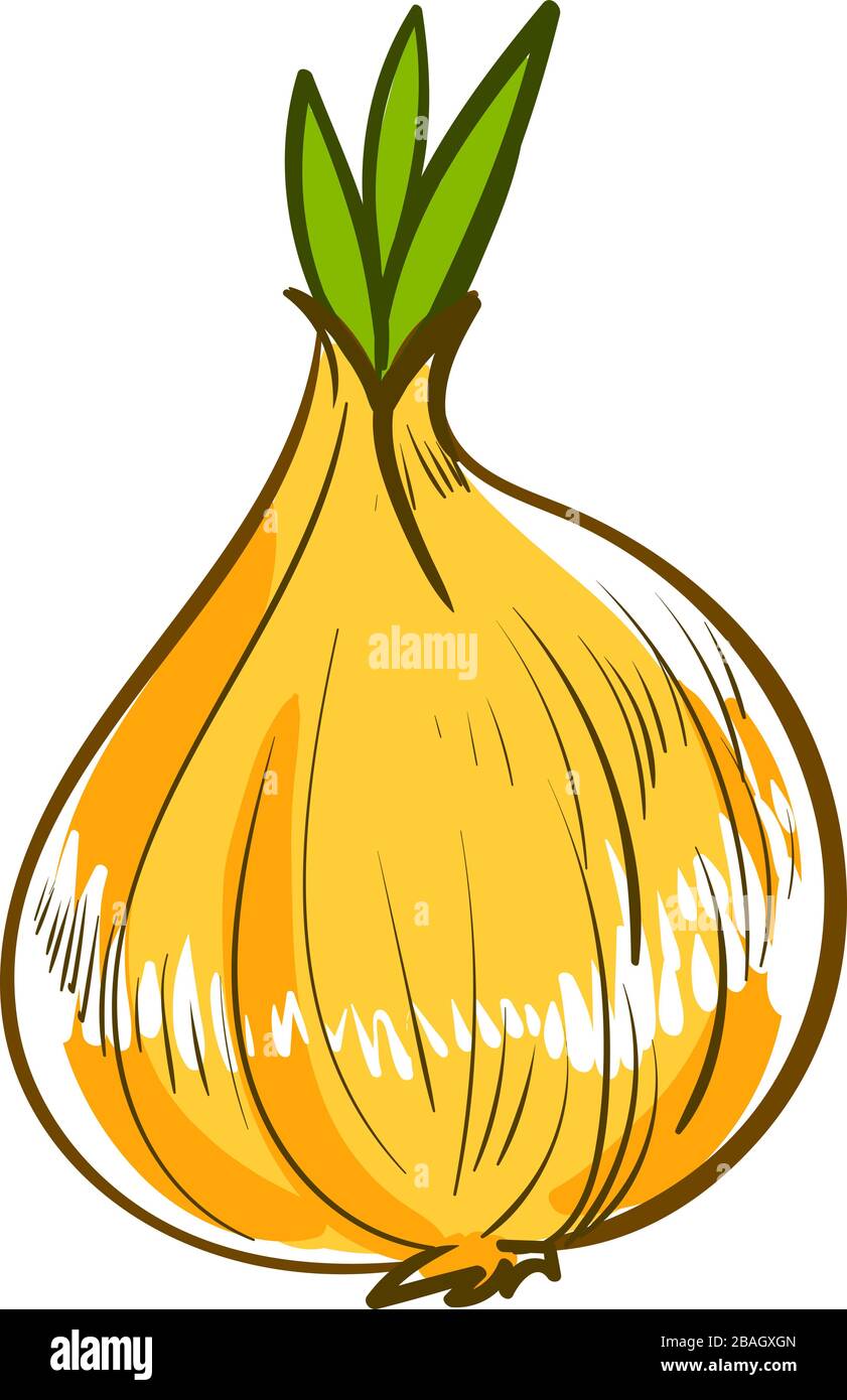 Onion drawing, illustration, vector on white background Stock Vector ...