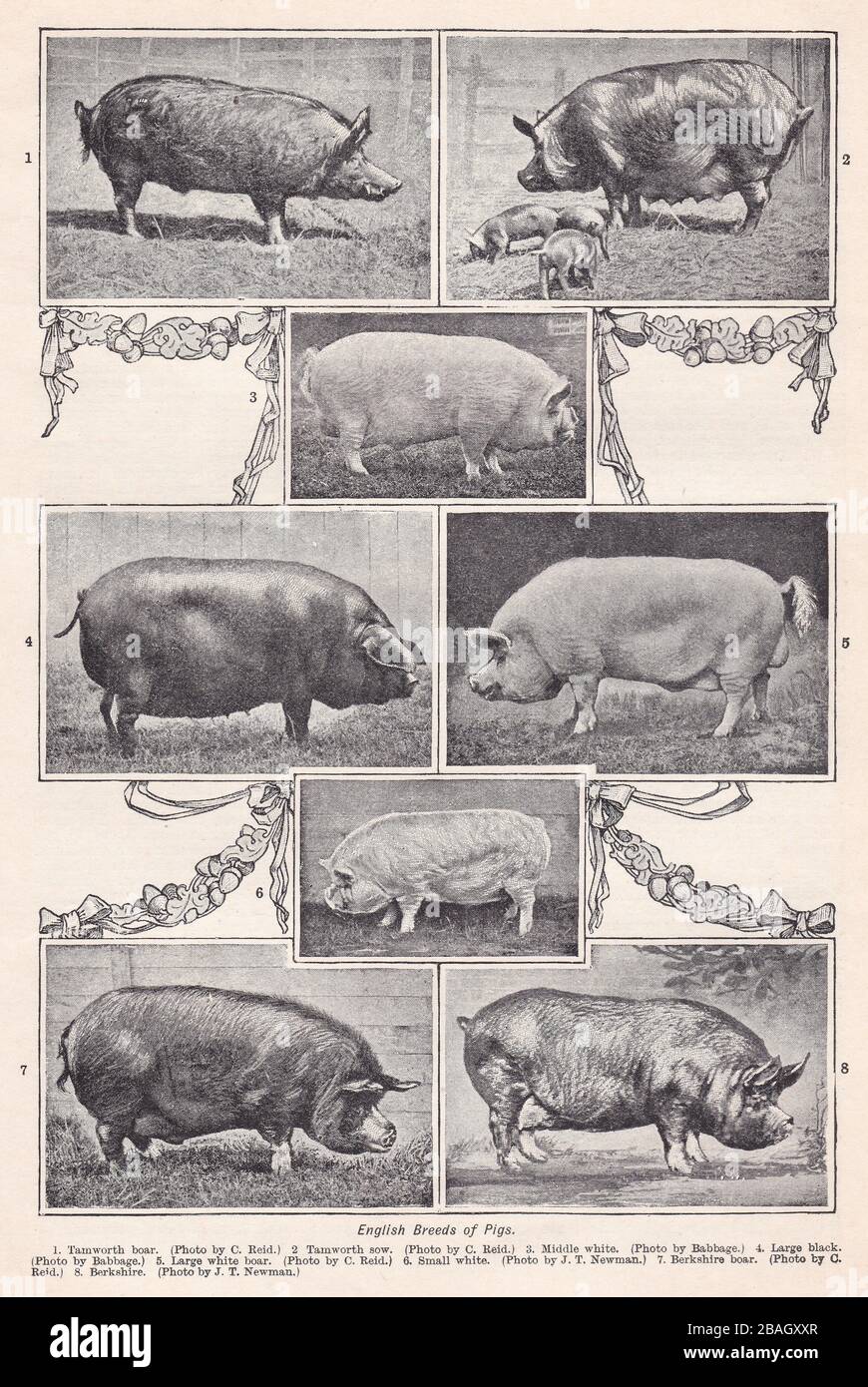English breeds of pigs 1900s hi-res stock photography and images - Alamy