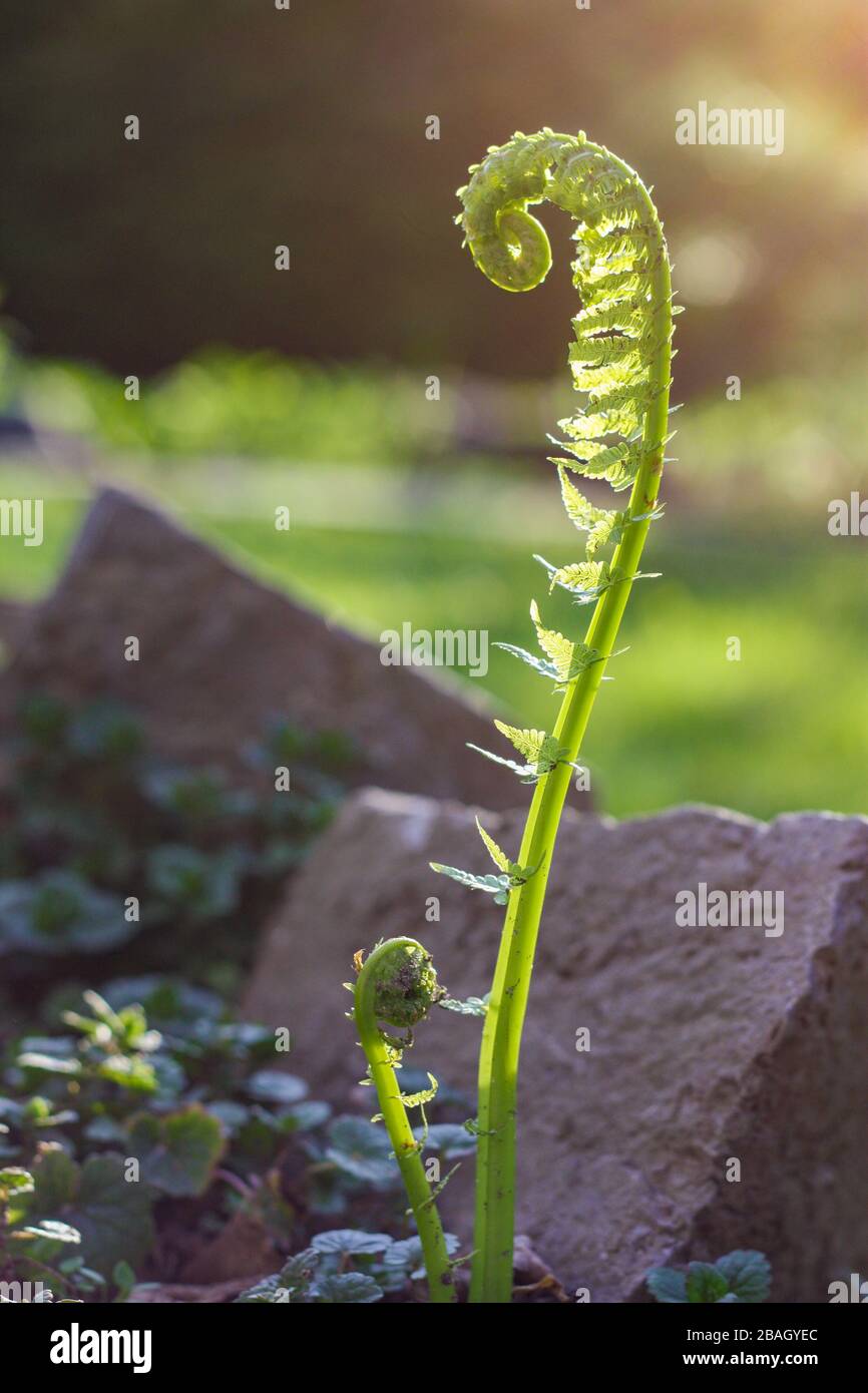Fiddle head fern hi-res stock photography and images - Alamy