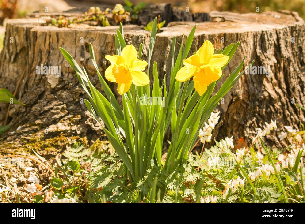 Cancer flowers hi-res stock photography and images - Alamy
