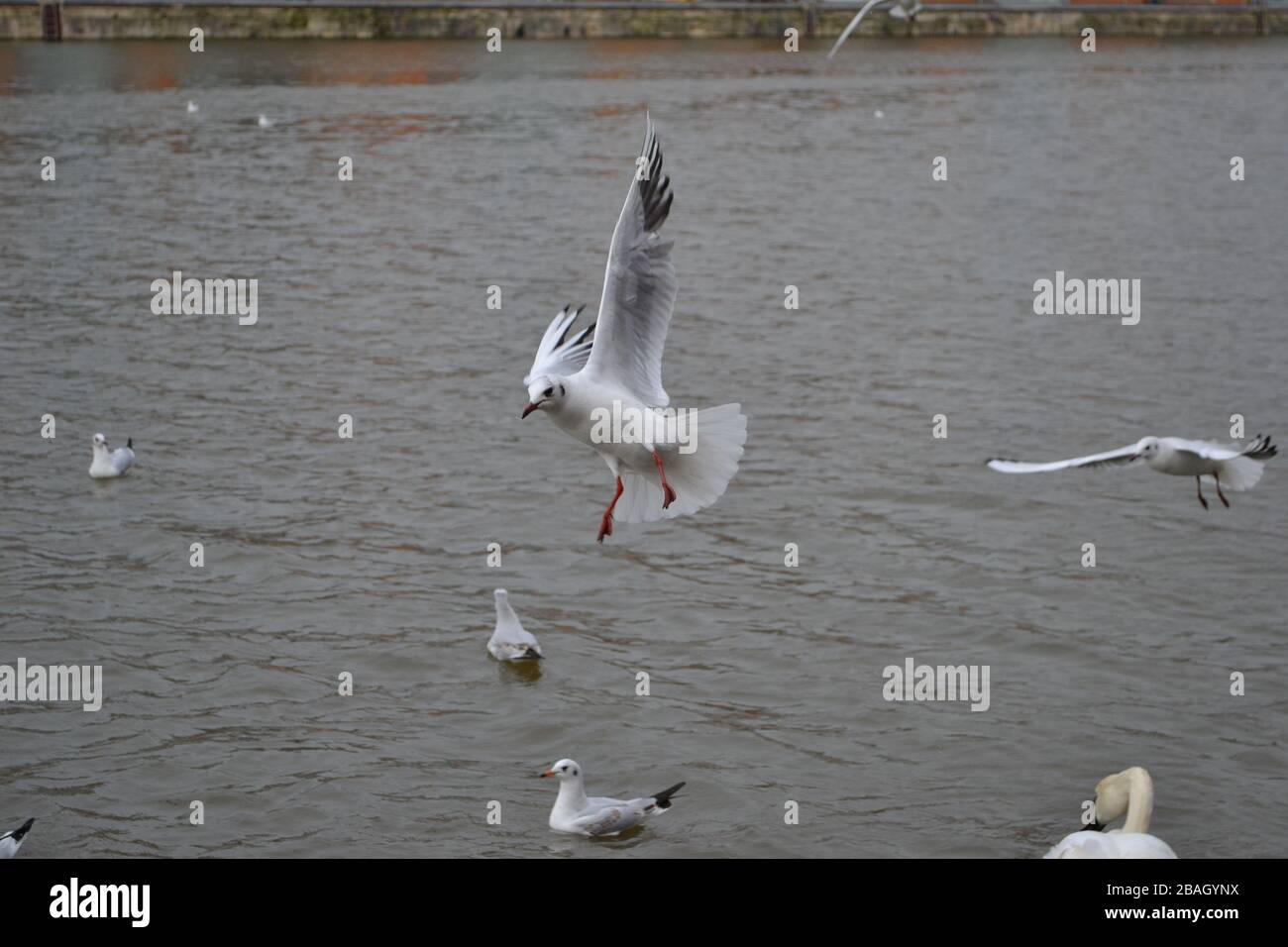 Gulls face hi-res stock photography and images - Alamy