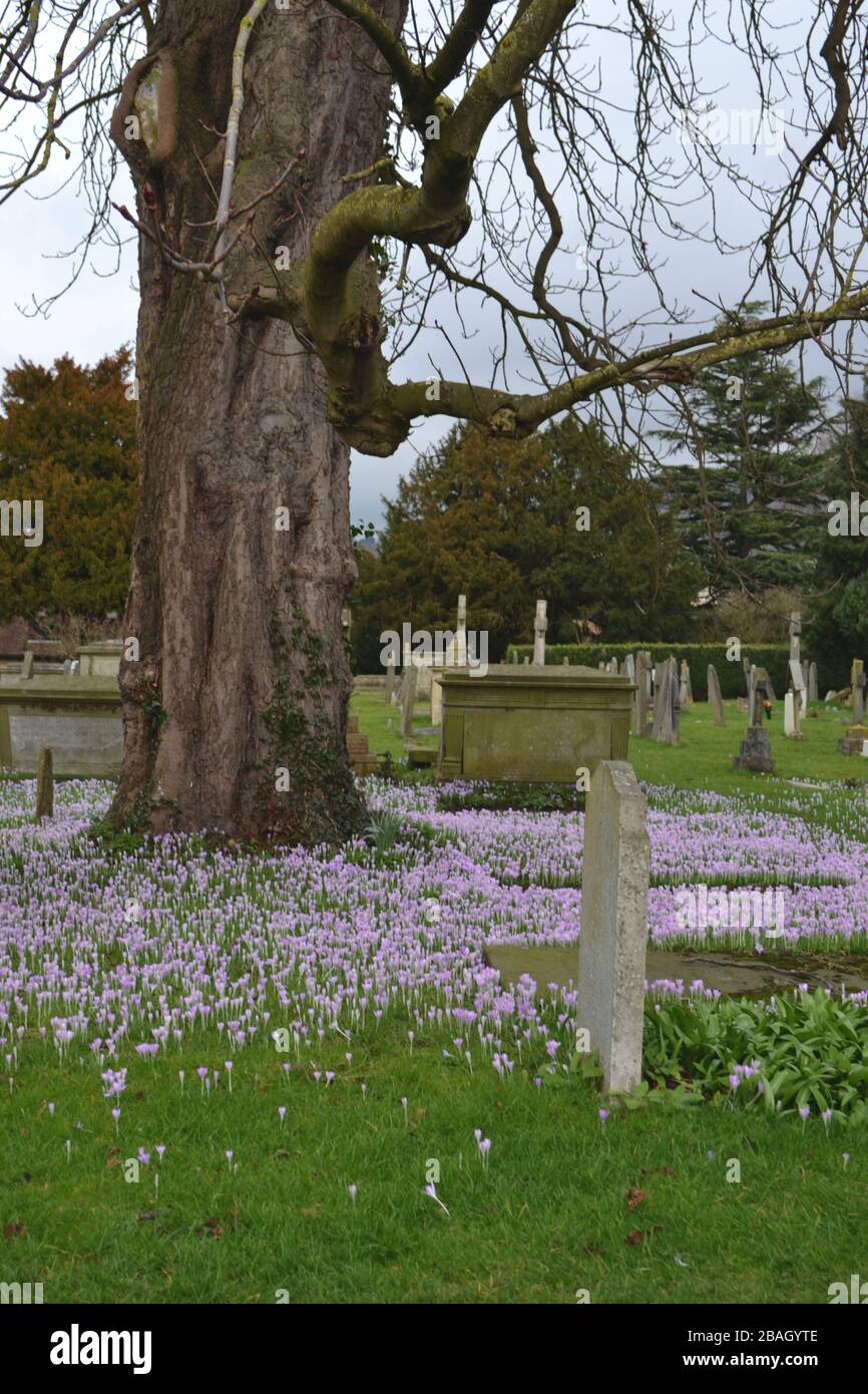 Purple crocus flowers at the base of a tree in a graveyard: stone ...