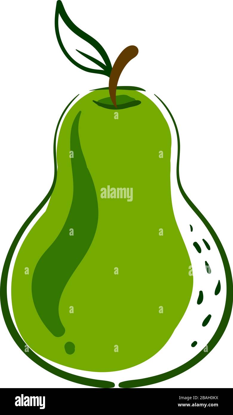 Pear drawing, illustration, vector on white background Stock Vector ...