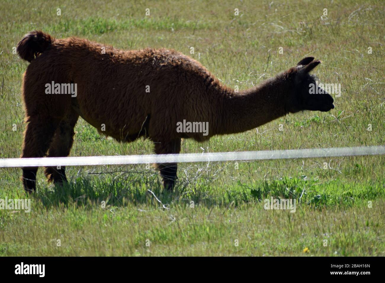 Long neck sheep hi-res stock photography and images - Alamy