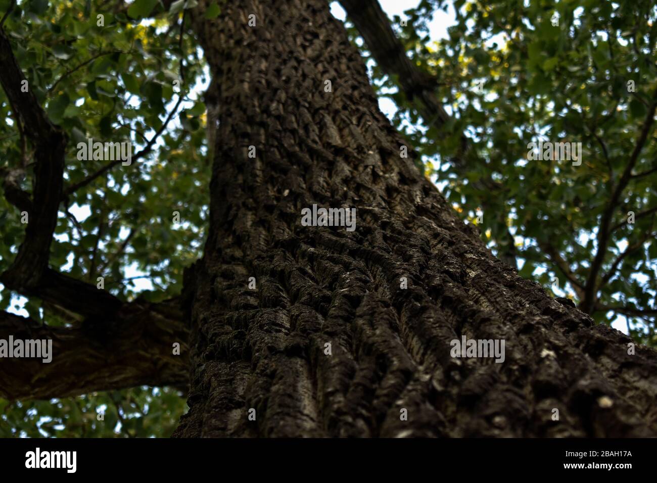 Detailed view texture tree hi-res stock photography and images - Alamy