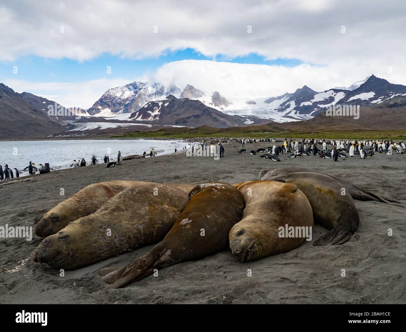 Molting southern elephant seal hi-res stock photography and images - Alamy