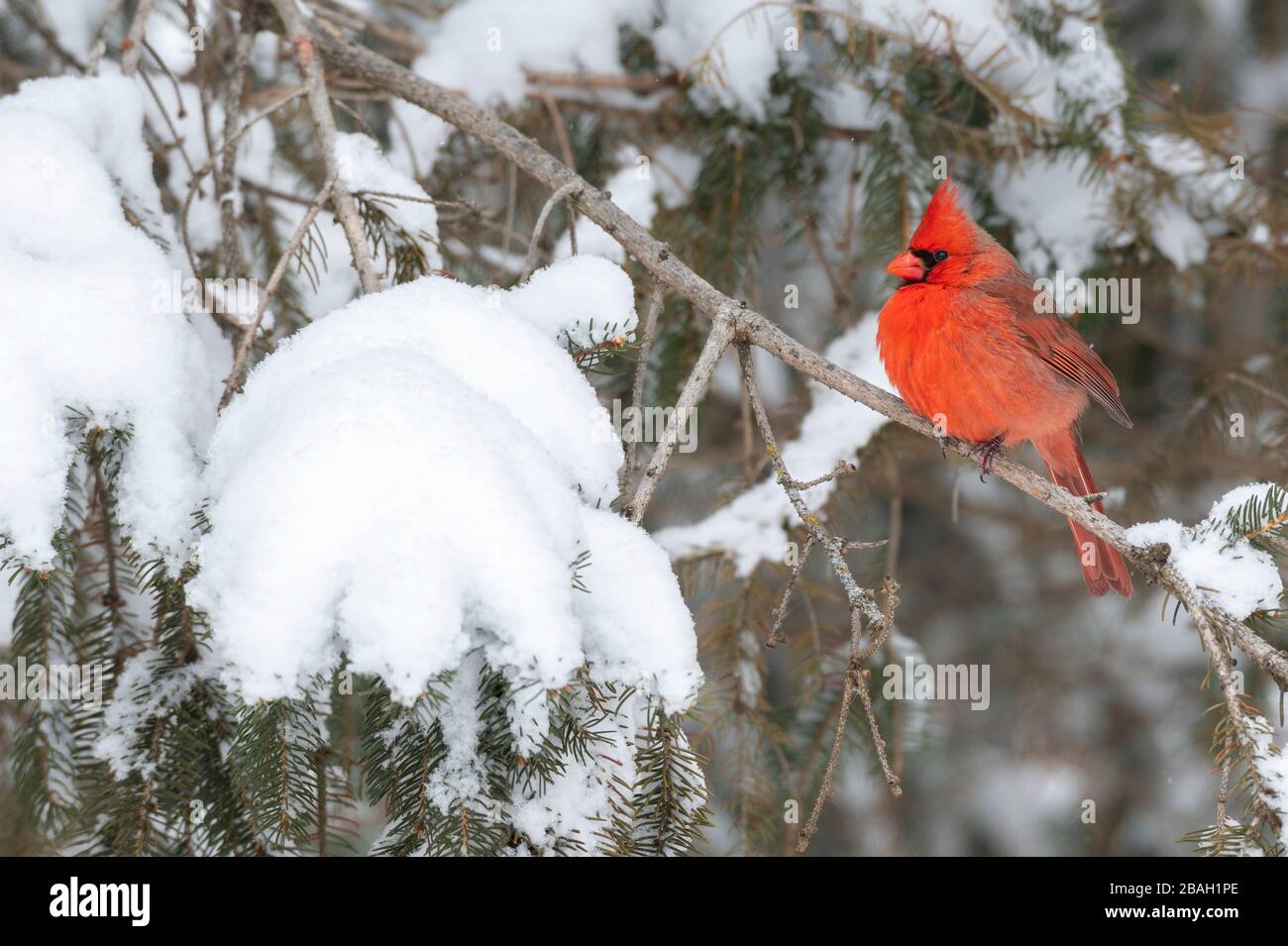 Red Cardinal Snow High Resolution Stock Photography and Images - Alamy