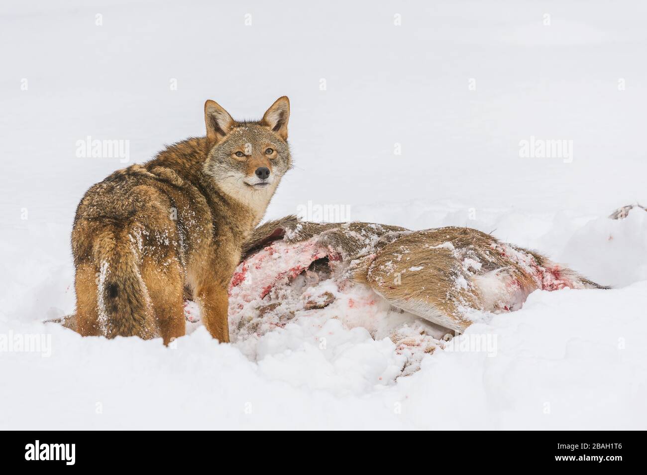 Coyote eating hi-res stock photography and images - Alamy