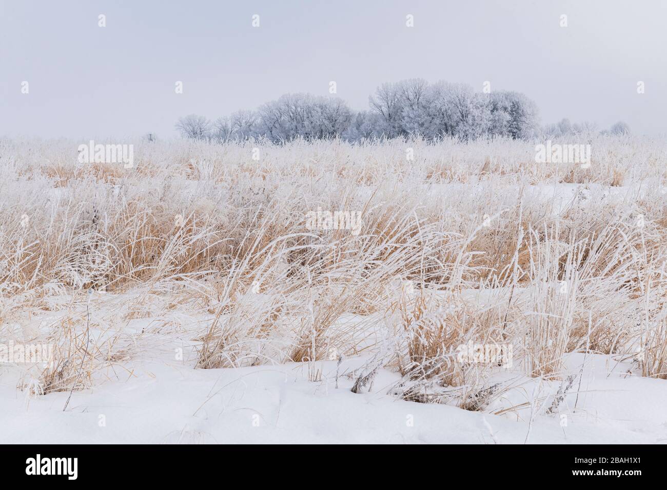 Hoarfrost (rime frost) covering prairie grasses, Winter, midwestern USA ...
